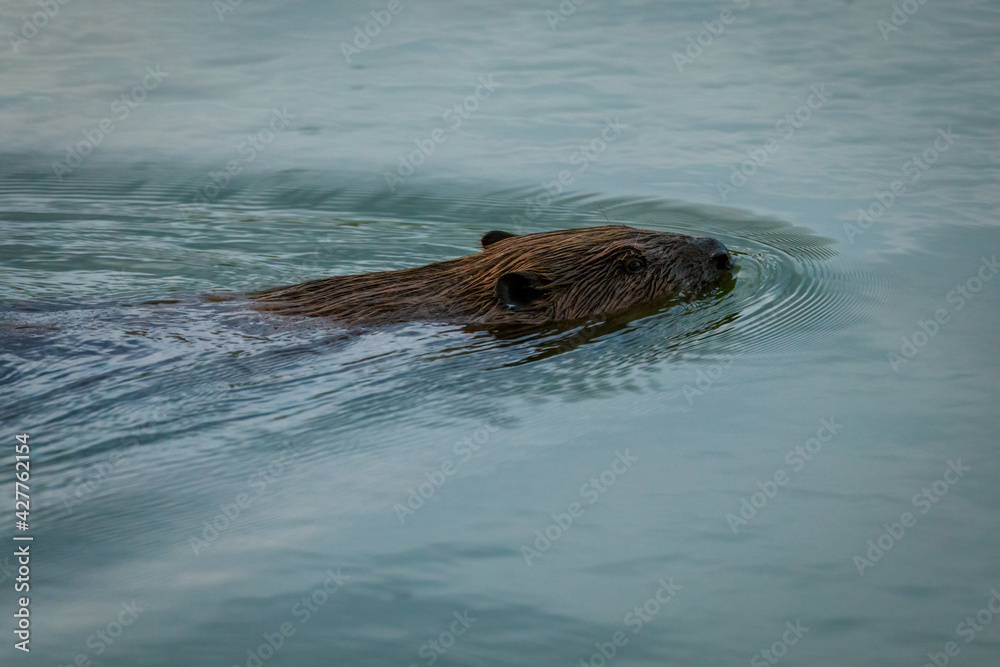 Wild European beaver or Eurasian beaver, Castor fiber, swimms in water ...