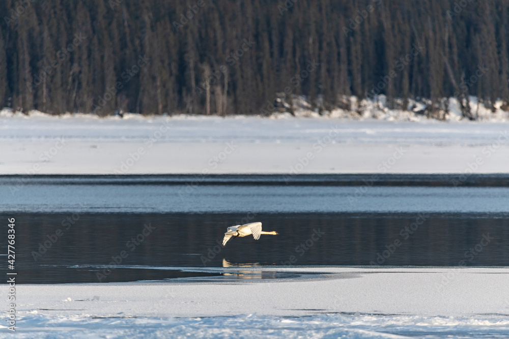 Annual migration of swans in northern Canada with one swan flying right ...