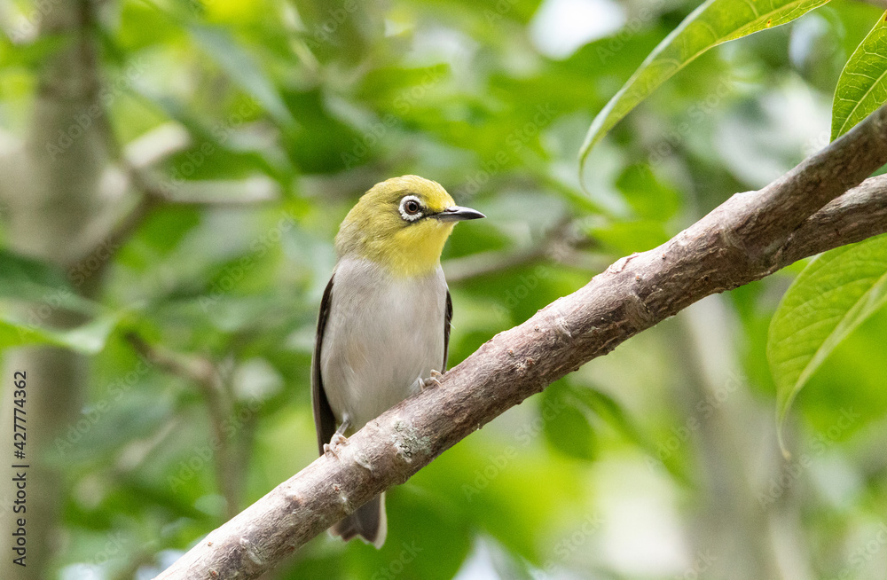Fotka „Yellow bird known as Japanese White Eyes Zosterops japonicus has ...