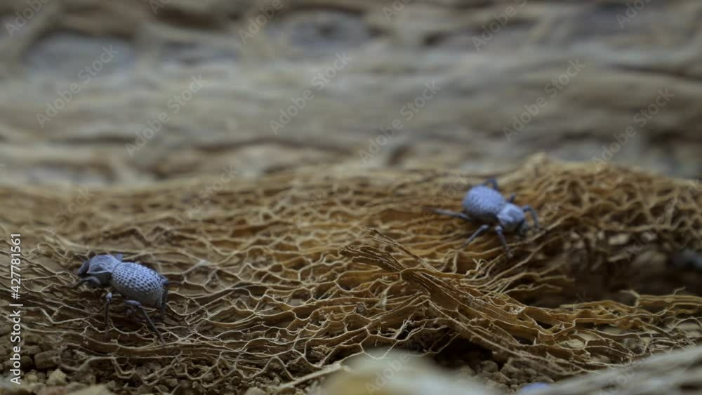 This video shows a group of blue Asbolus verrucosus (desert ironclad ...