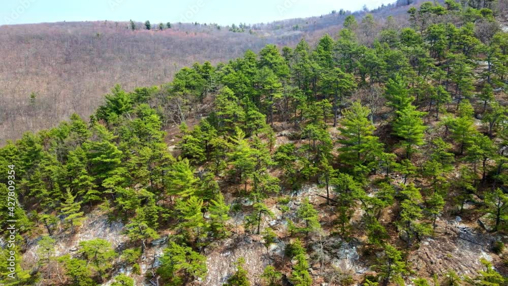 Aerial drone video footage of rare, pitch pine conifers on the ...