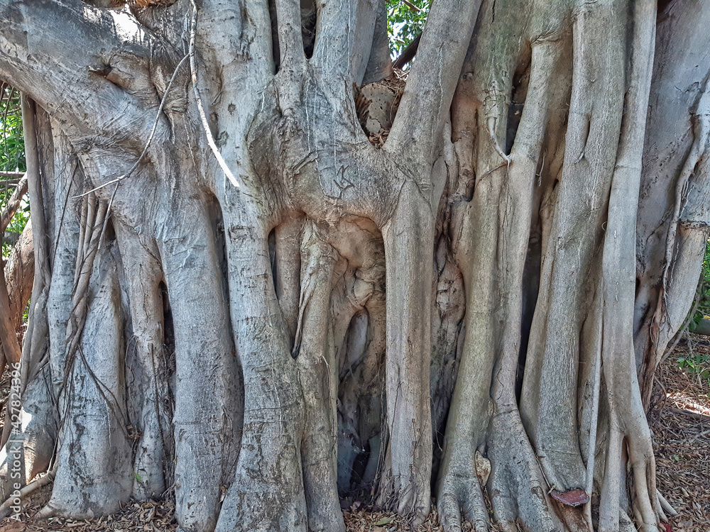 Old ficus tree, Ficus obliqua, commonly known as the small-leaved fig ...