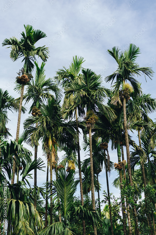 Areca palm tree plantation in South India Stock Photo | Adobe Stock