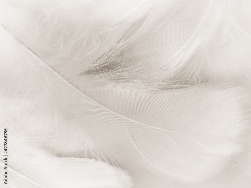 Beautiful abstract gray feathers on white background, soft white ...