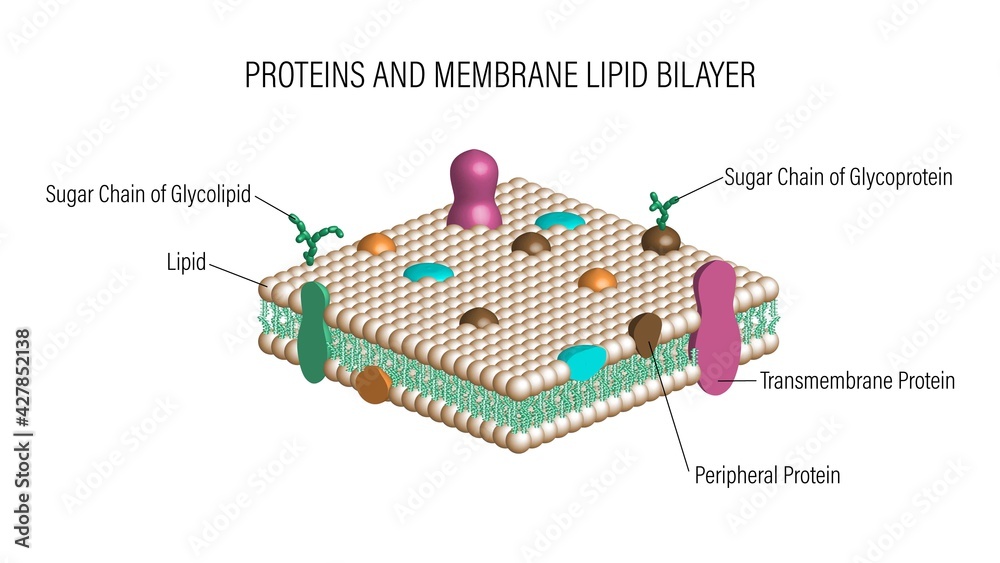 Proteins and Membrane Lipid Bilayer Stock Vector | Adobe Stock
