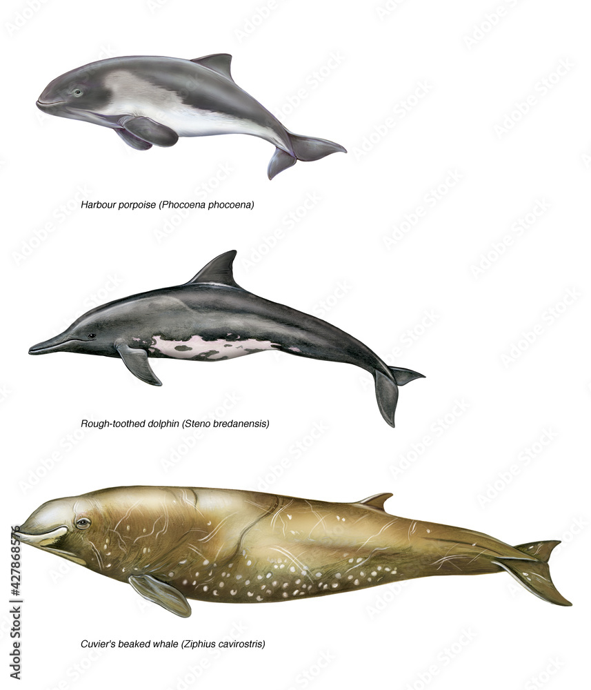 Poster illustration of 3 different species of mediterranean cetaceans ...