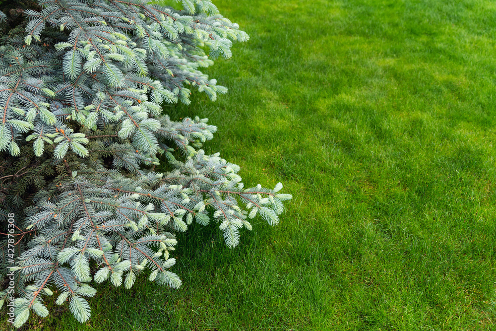 Scenic detail close-up view of fresh green fir tree branch with new ...
