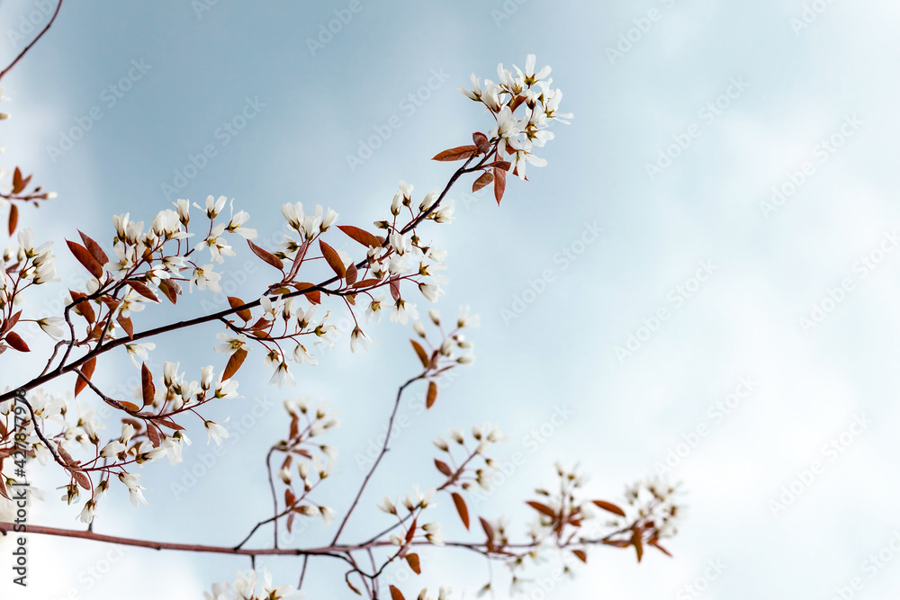 Blossom of serviceberry tree, Juneberry. Amelanchier lamarckii also ...