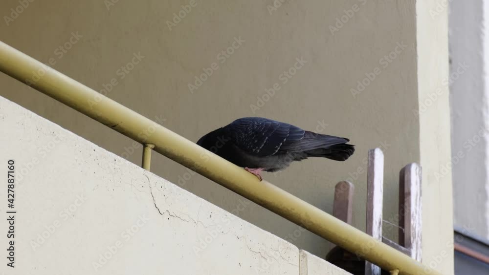 Video „Cheeky and aggressive pigeons. A dove sitting on a yellow ...