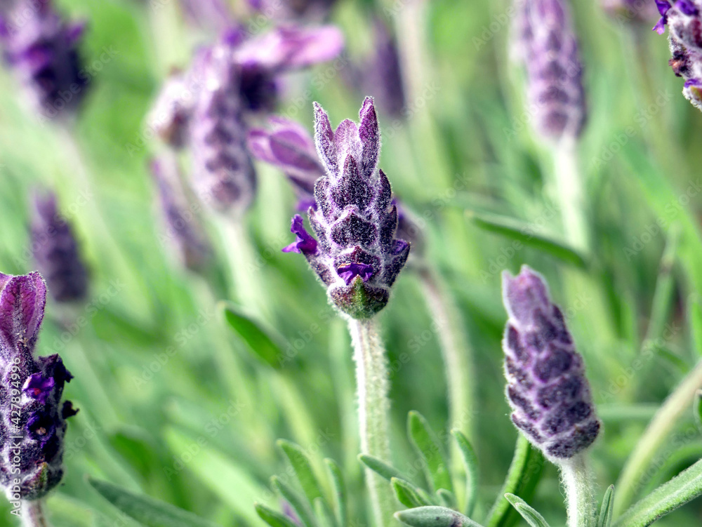 Fragrant lavender flowers. A closer look at the details of the plant ...