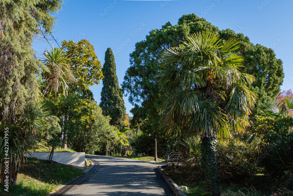 Cupressus sempervirens or Italian cypress, Chinese privet (Ligustrum ...