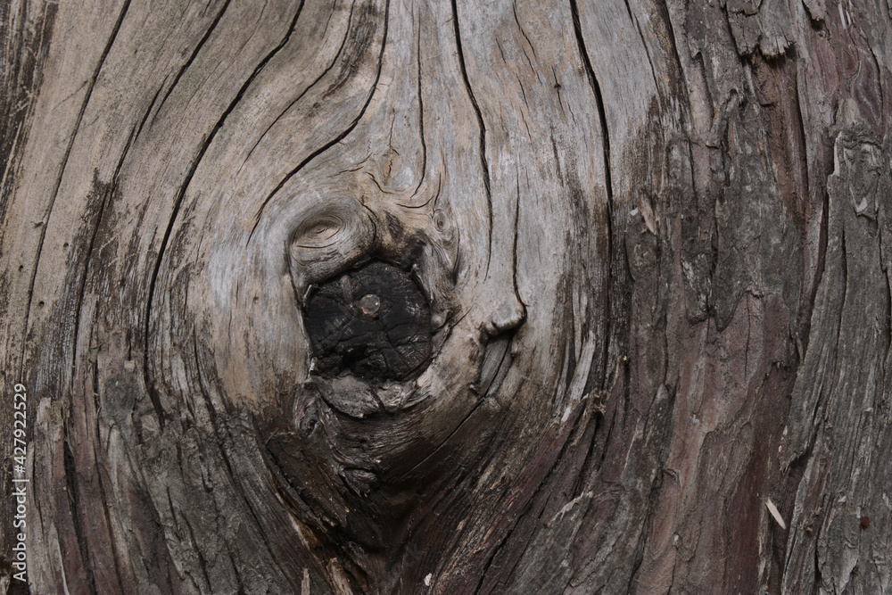 Dried tree wood texture with a circular node detail. Stock-Foto | Adobe ...