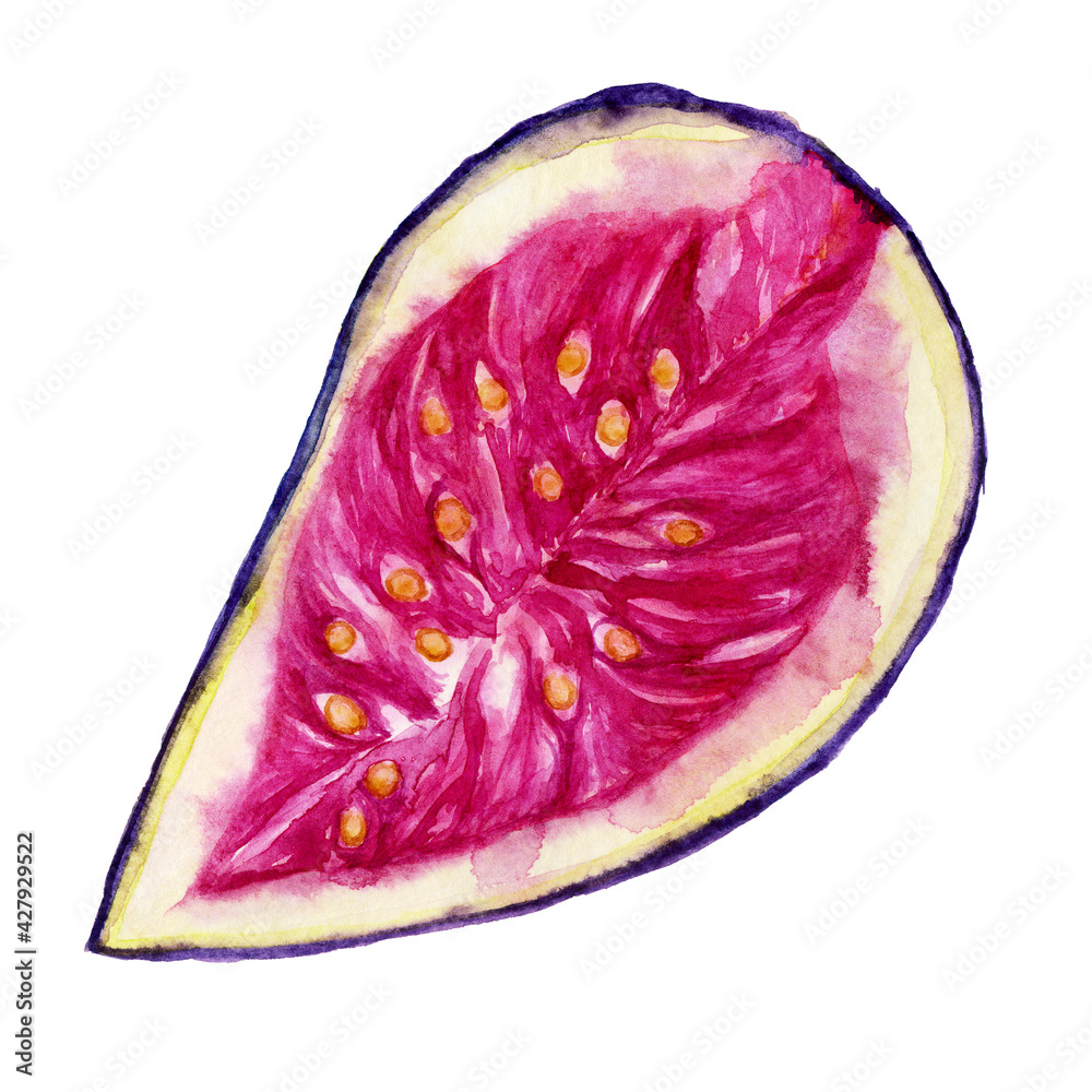 Watercolor sliced fig fruit isolated on white background. Hand drawing ...