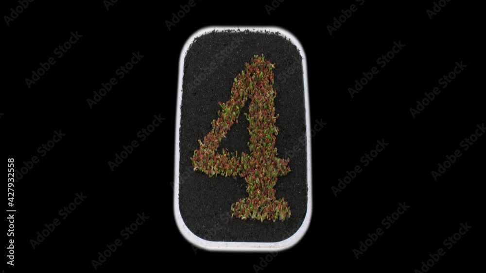 Time-lapse of growing number 4 (four) from seeds to leaves 2x3 in PNG+ ...
