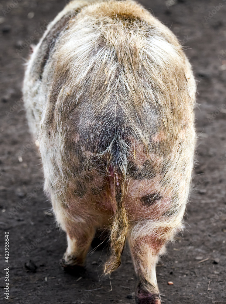 back view of white hanging pig, Sus scrofa domesticus, concept image ...