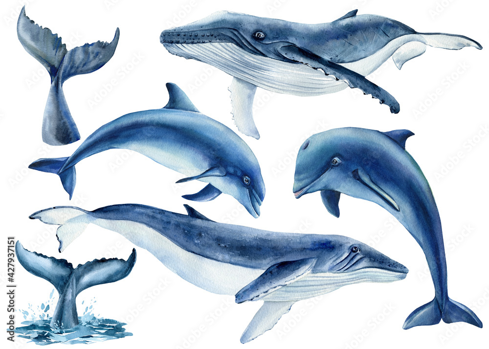 Ocean animals, dolphins and whales on isolated white background ...