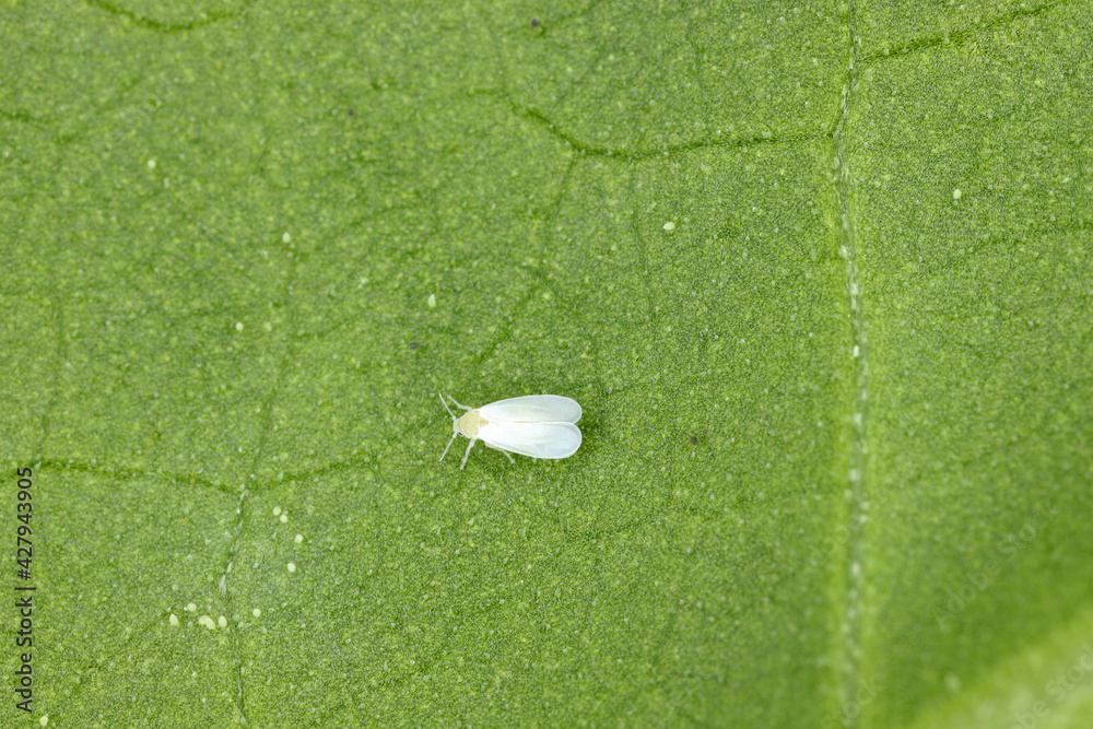 Cotton whitefly (Bemisia tabaci) adults, eggs and larvae on a cotton ...