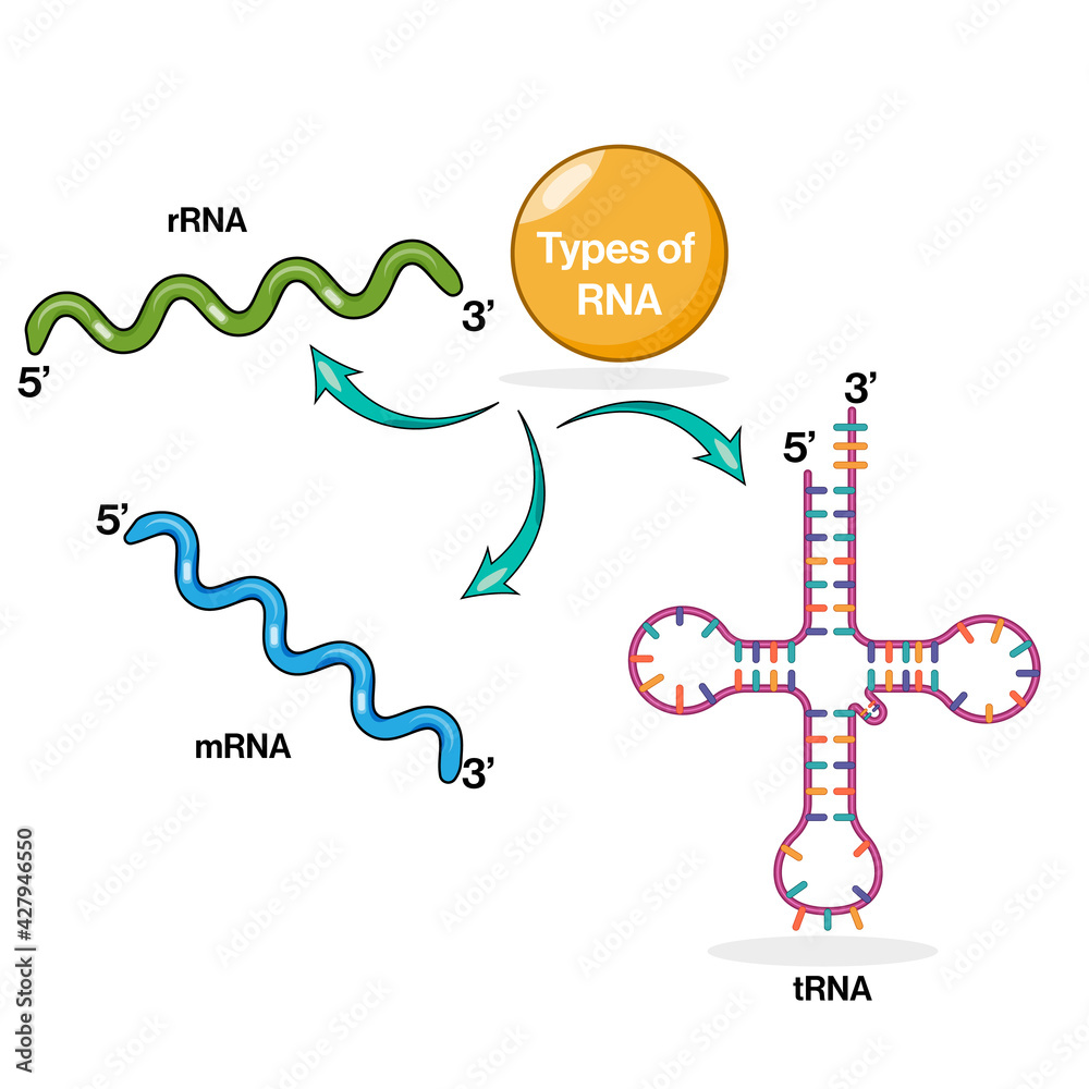 Illustration Of Types Of Rna T Rna R Rna And M Rna Stock Vector
