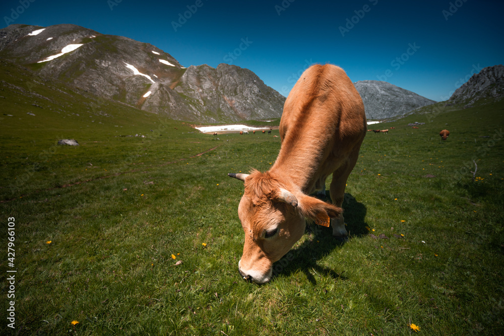 Curious and funny cow approaches the camera on a sunny day in the ...