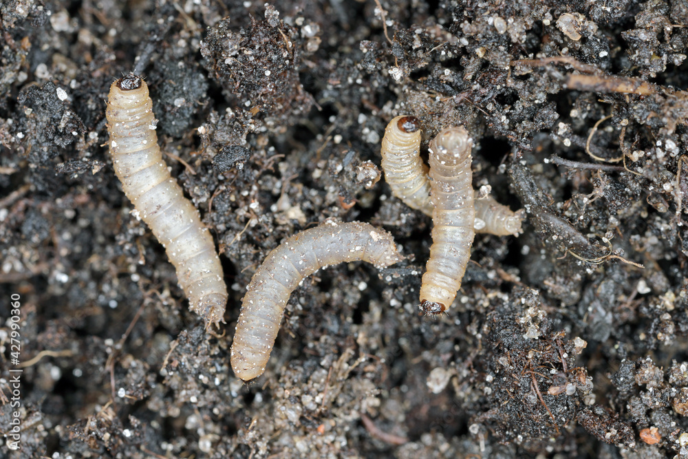 Larvae of fly from the family Bibionidae called March flies and ...