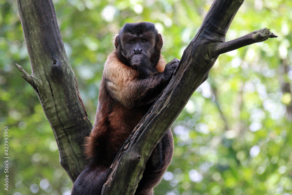 capuchin monkey in a zoo in singapore Stock Photo | Adobe Stock