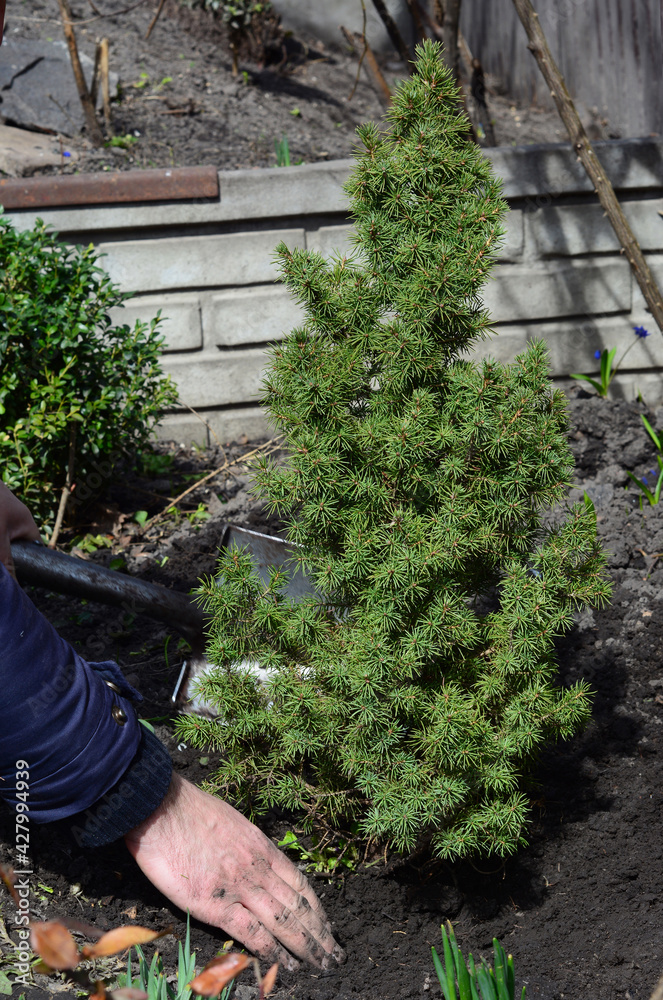 How to grow and care for the dwarf Alberta spruce, Picea glauca Conica ...
