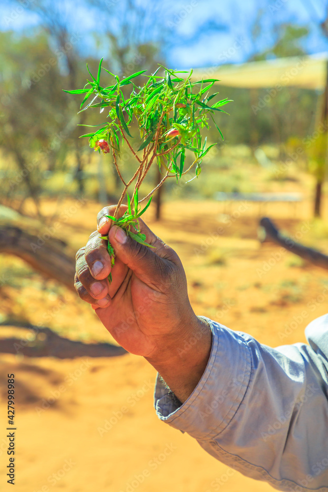 Australian aboriginal hand with the bush plant sample used during the ...