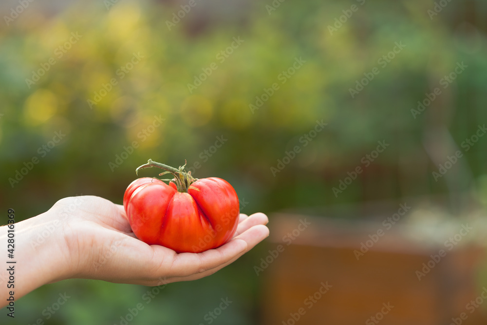 Heirloom Tomato In Hand