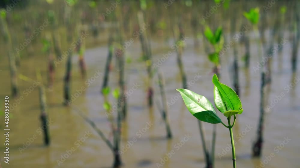 Young plant Mangrove Tree of Mangrove Forest, Mangrove planting ...