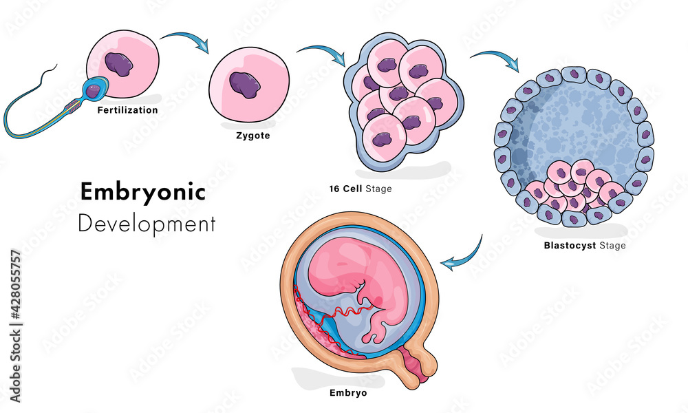 Plakát Illustration of stages of embryonic development. – Obraz na Zeď ...