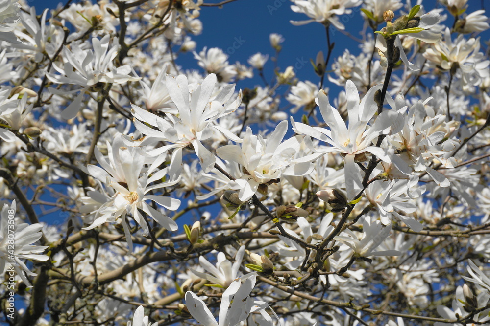 Showy and beautiful Magnolia stellata blossom with white flowers ...