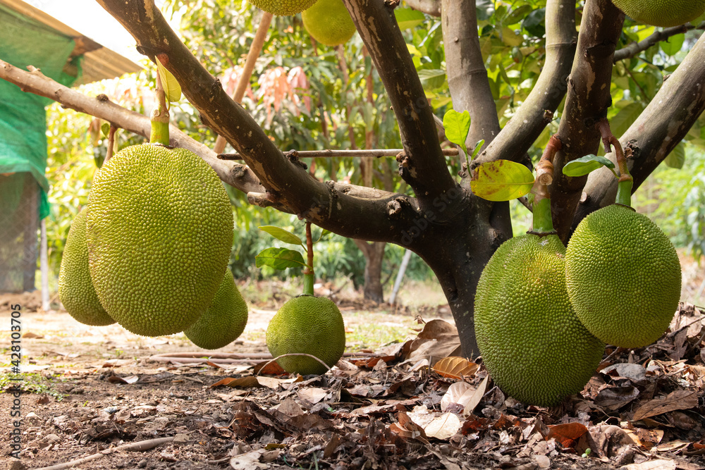 Jackfruit Tree and young Jackfruits. Healthy fruit and Economic crops ...