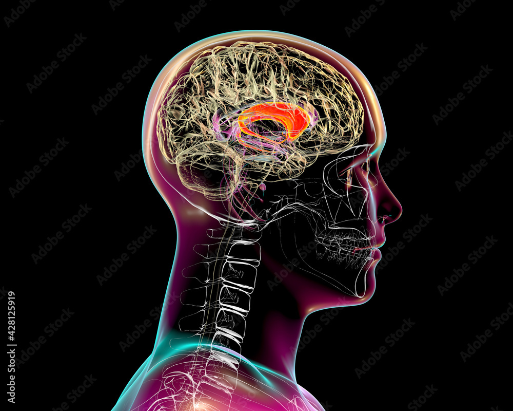 Caudate nuclei highlighted in human brain, 3D illustration Stock ...