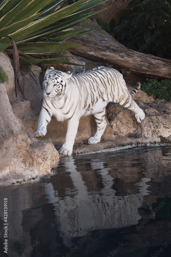 Foto de Captive White Tiger (Panthera tigris tigris) walking near water, Loro Park, Puerto de la ...