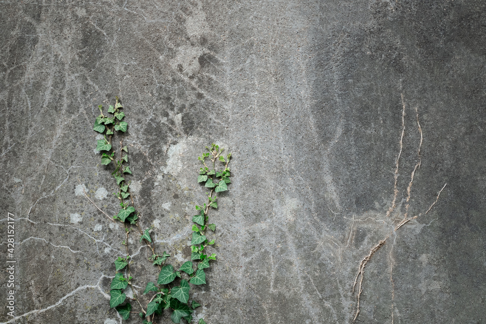 Hedera Green Trailing Ivy on cement background opposit weathered ...
