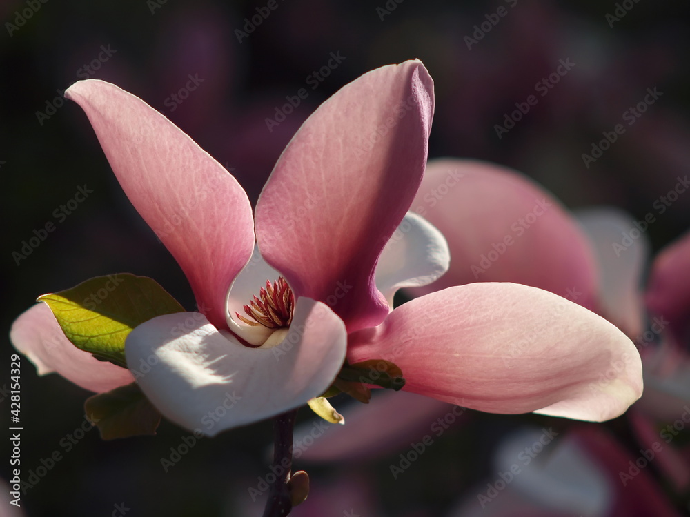 Chinese magnolia (Magnolia x soulangeana ) petals and central flower ...