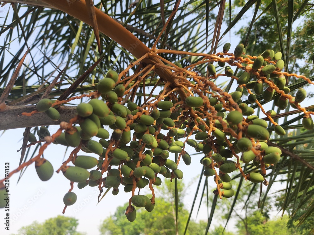 Raw fruit of date palm tree. Phoenix sylvestris also known as silver ...
