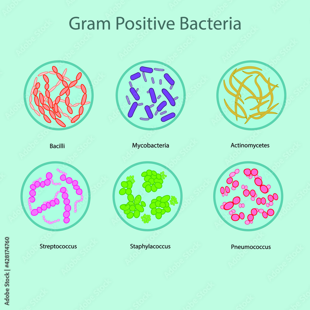 Set Of Gram Positive Bacteria Vector Illustration Streptococcus