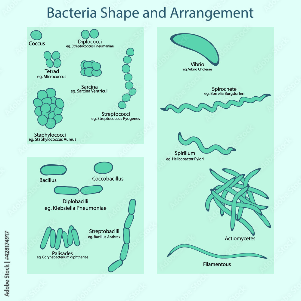 Diagram of bacteria shapes and arrangement. Educational poster of ...