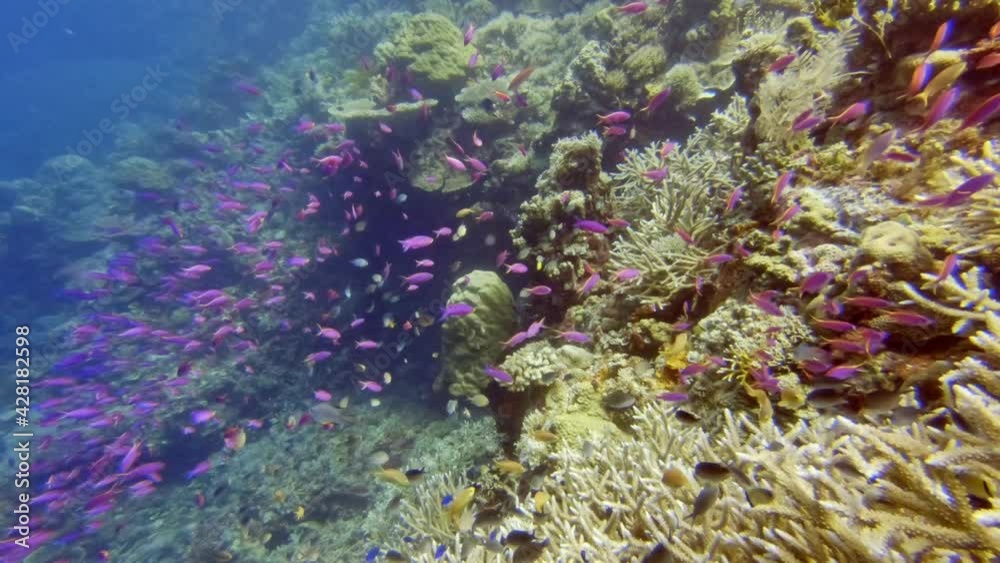 Flight over a coral reef with lots of small colorful fish, diving in ...