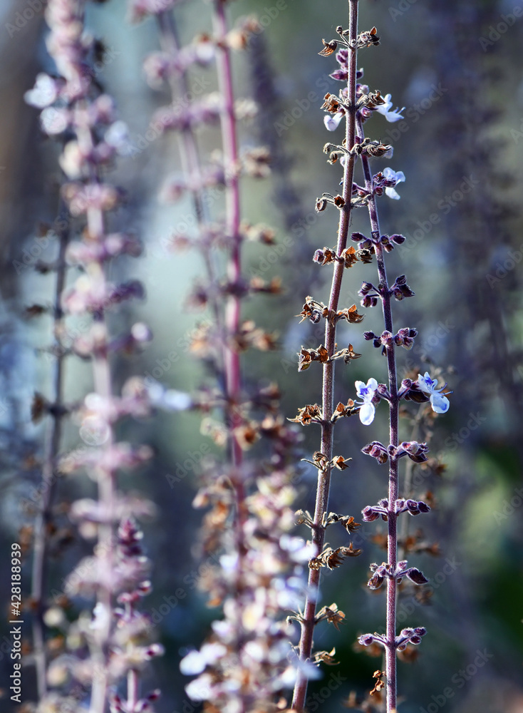 Flower spikes of the Australian native basil Plectranthus graveolens ...
