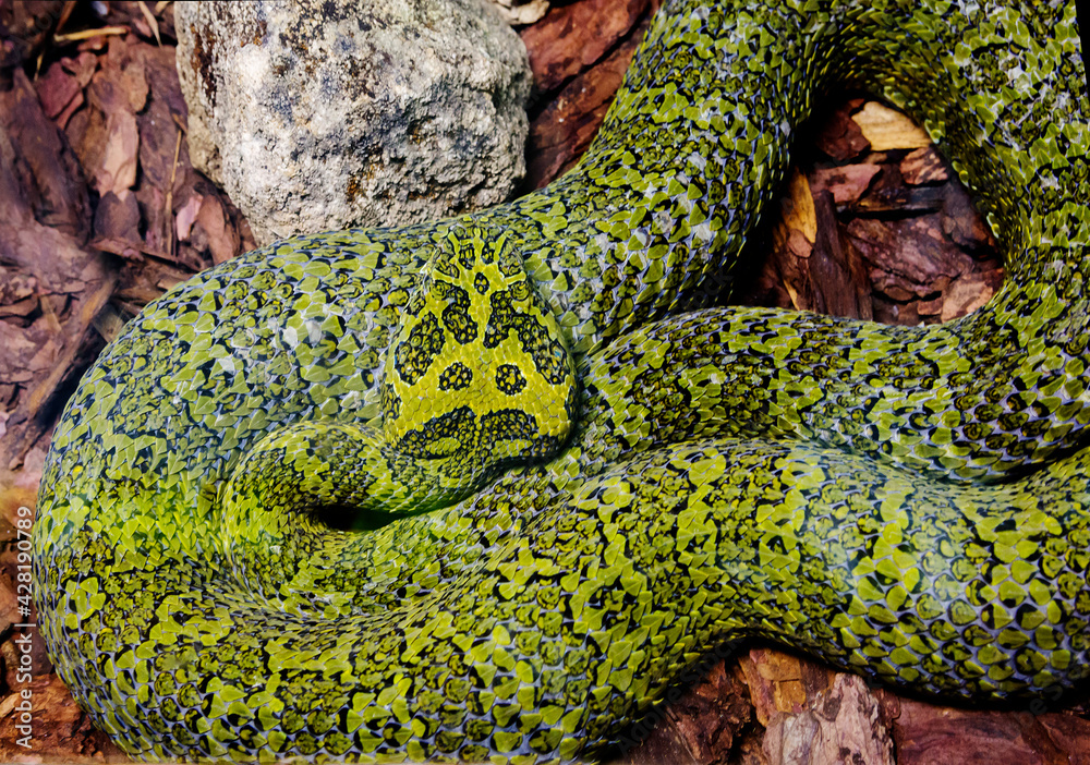 Mang-Shan Pit Viper. This is a rare snake, it lives only on Mount Mang ...