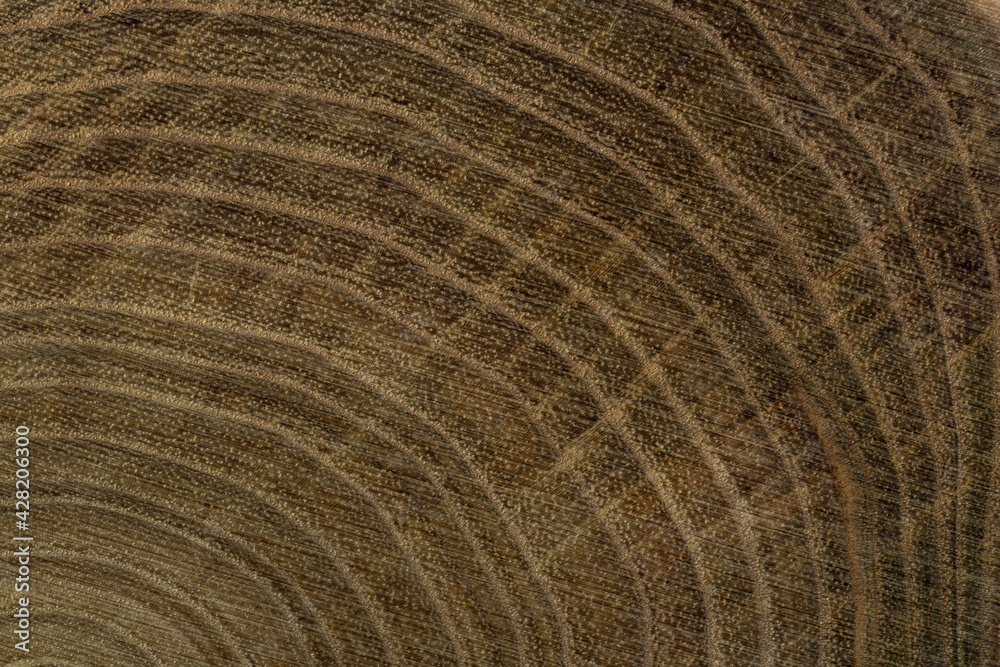 The Acacia tree structure as background, texture Stock Photo | Adobe Stock