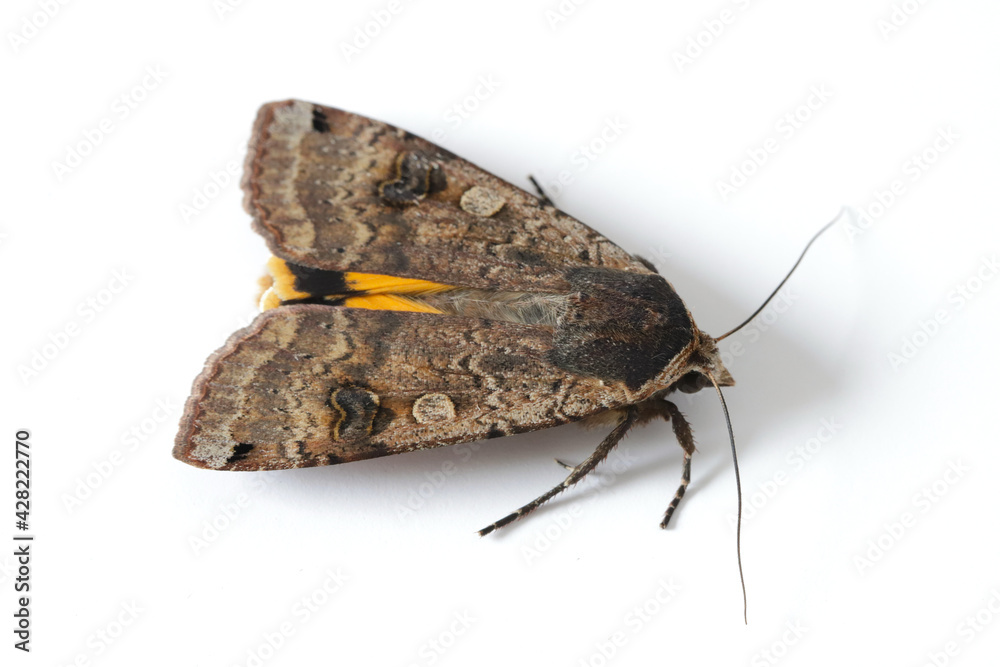Male of The large yellow underwing (Noctua pronuba) is a moth from the ...