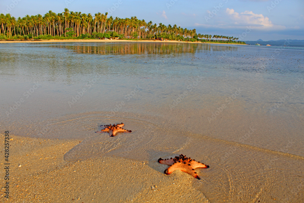 Starfish On Sandbar With Coconut Trees Background In Palawan ...