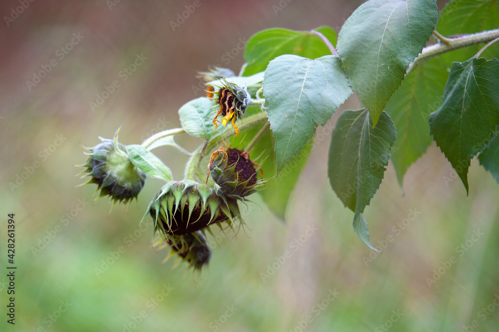 A stem with multiple sunflower buds gone to seed. The flower has lost ...
