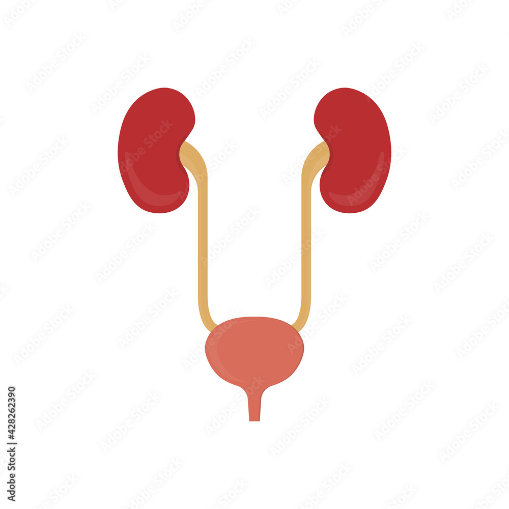 Urinary bladder and kidneys icon. Urogenital system. Vector ...