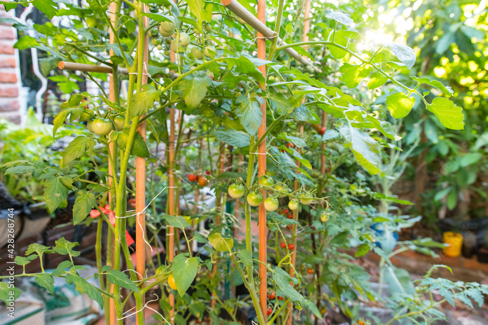 Sustainable lifestyle, growing cherry tomatoes in the backyard. Fresh ...