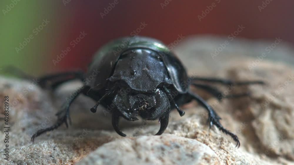 True dung Beetle family Scarabaeidae, scarabs or scarab beetles. Creeps ...