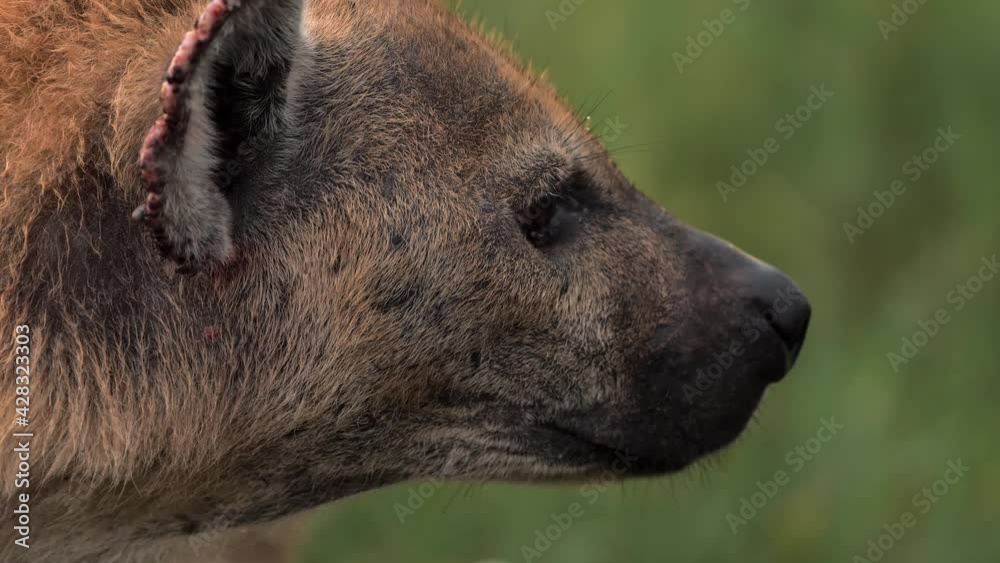 Lone hyena moving slowly through wide african grassfields on hot sunny ...